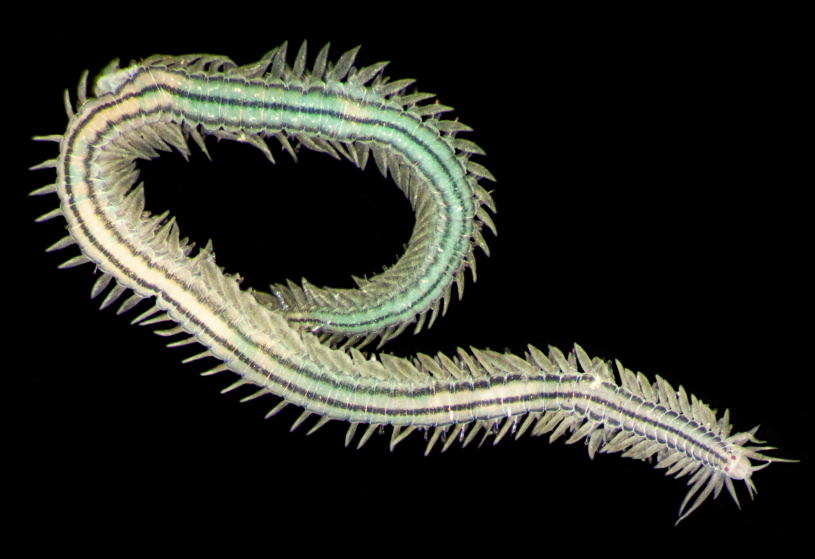 An Ocean of Worms | Natural History Museum